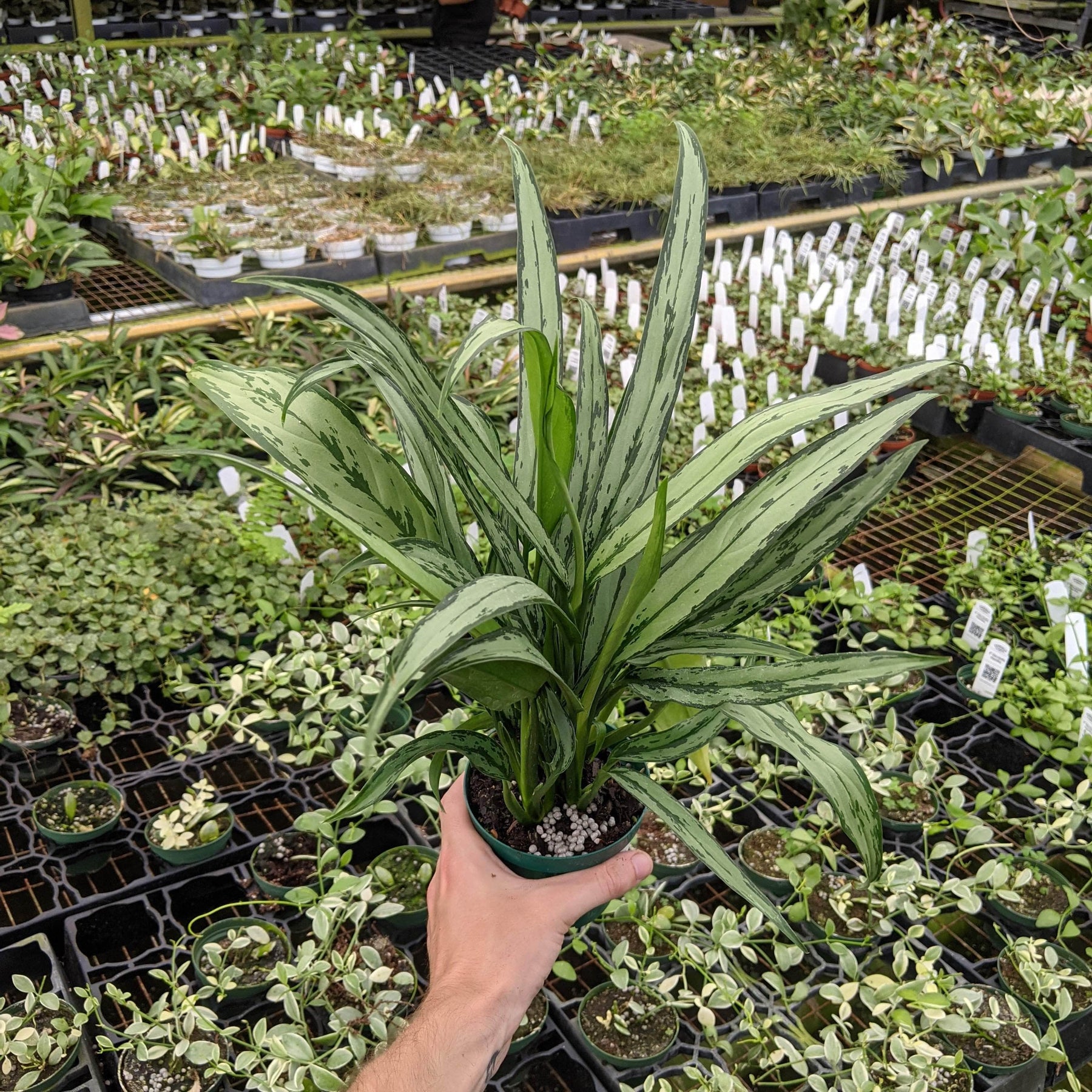 Aglaonema 'Cutlass' - Gabriella Plants
