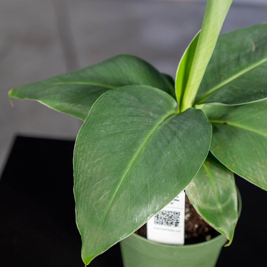 Banana Musa 'Little Prince' - Gabriella Plants