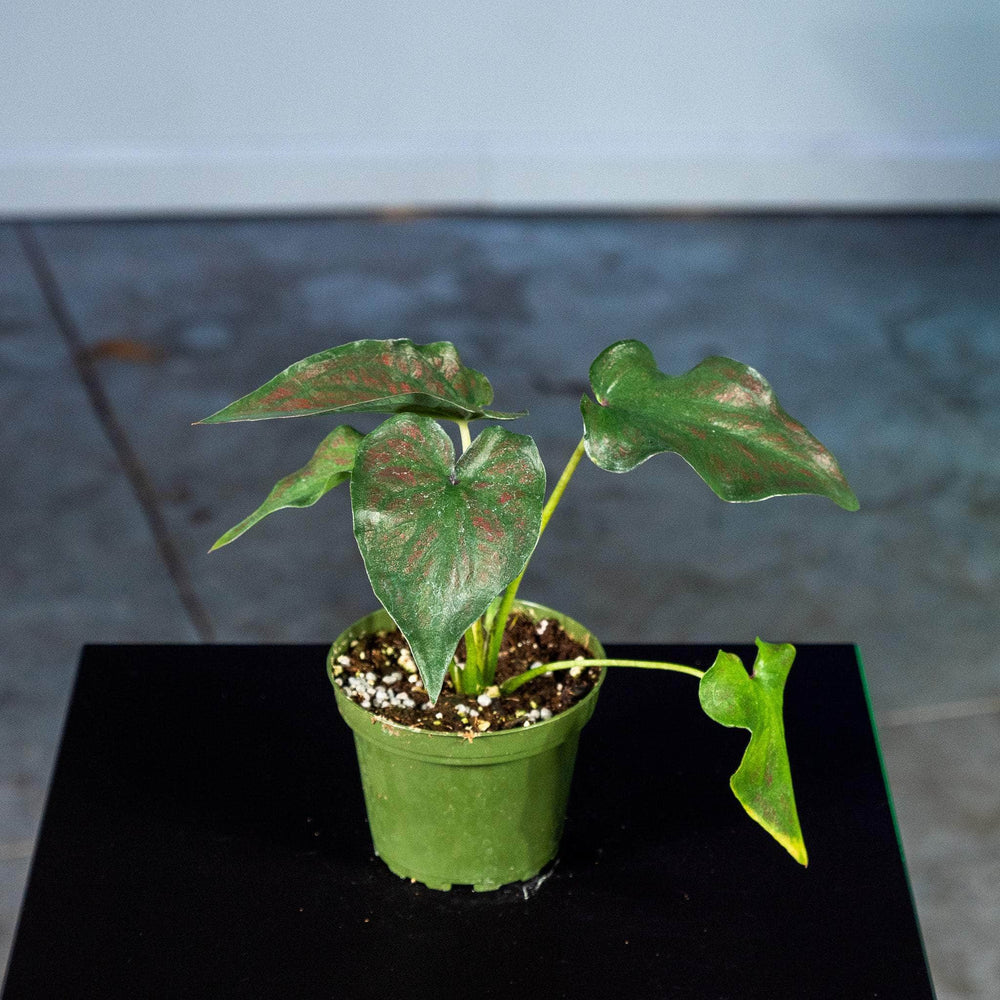 Caladium bicolor 'Fallen City’ - Gabriella Plants