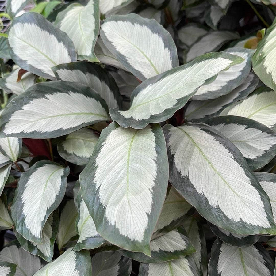 Calathea 'Royal Standard' - Gabriella Plants