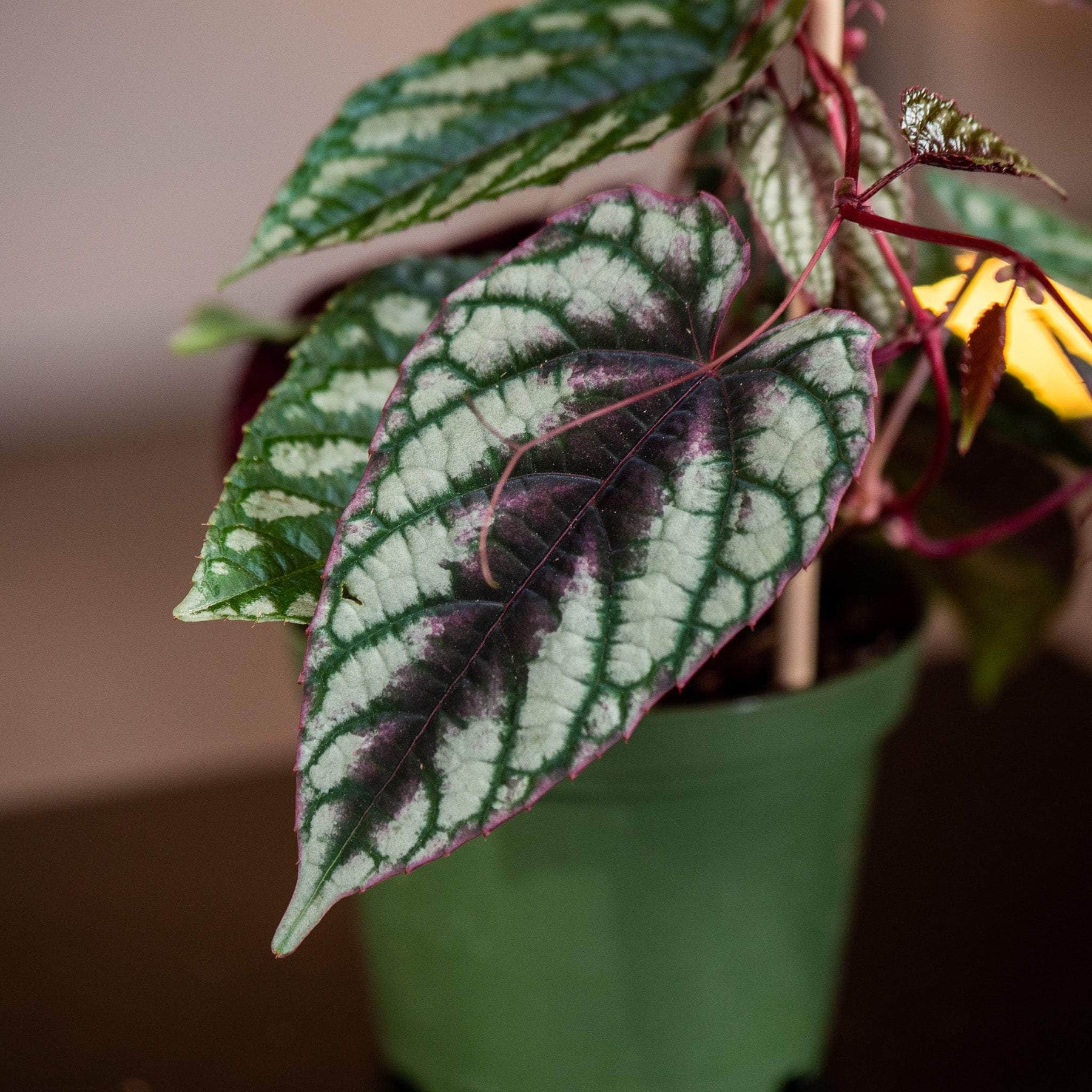 Cissus discolor - Gabriella Plants