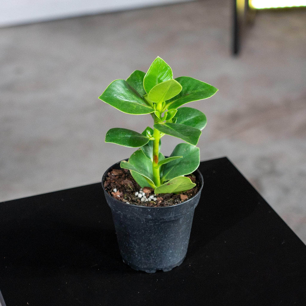 Clusia rosea 'Princess' - Gabriella Plants