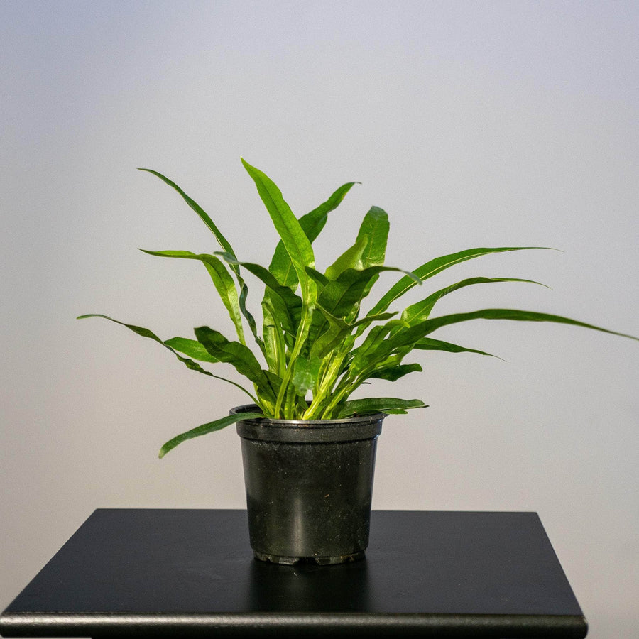 Fern Aglaomorpha coronans "Crown Fern" - Gabriella Plants
