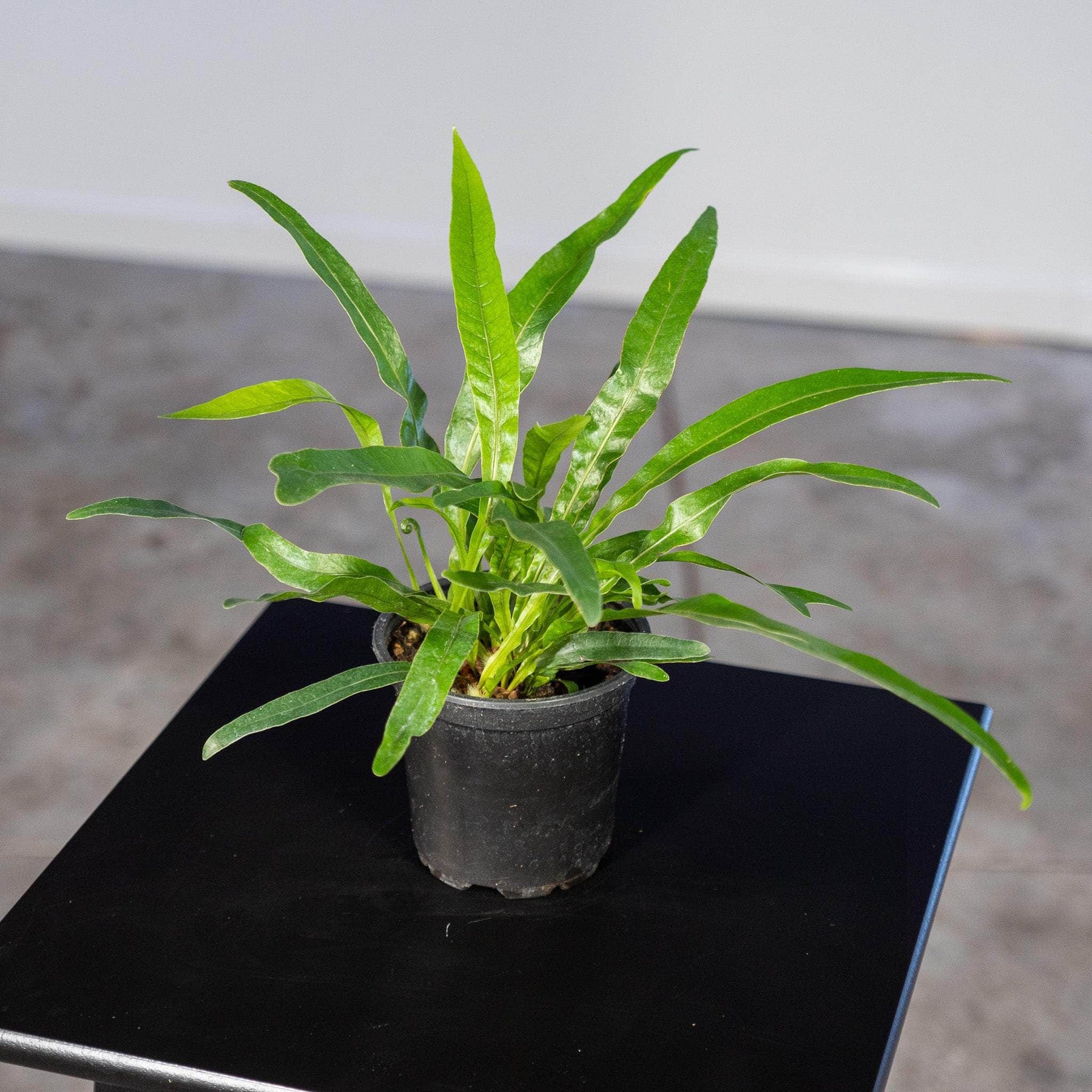 Fern Aglaomorpha coronans "Crown Fern" - Gabriella Plants