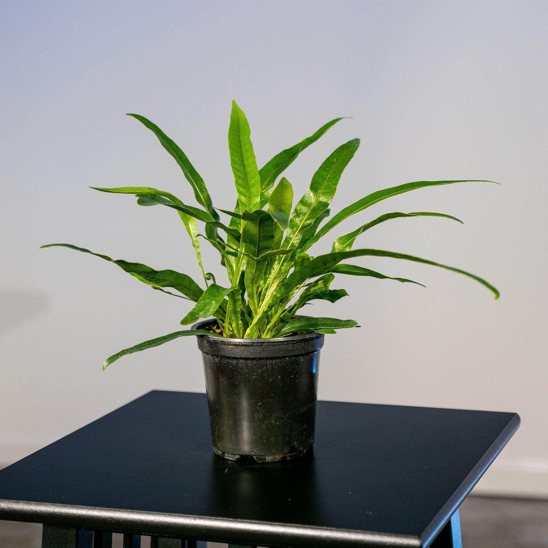 Fern Aglaomorpha coronans "Crown Fern" - Gabriella Plants