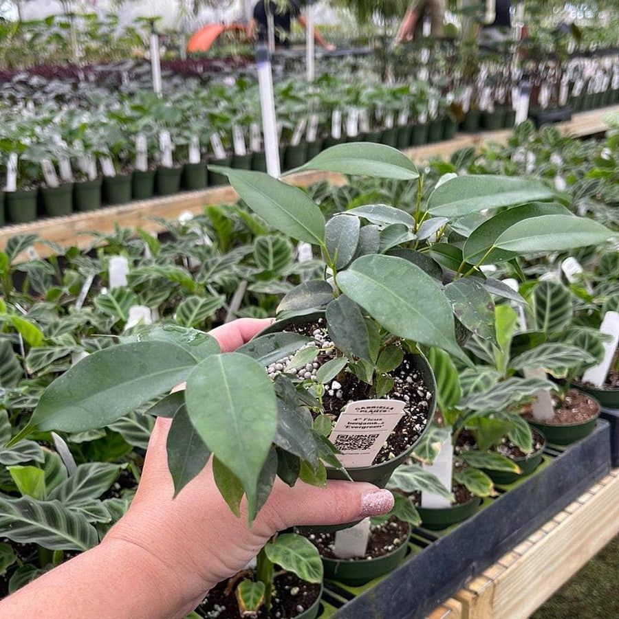 Ficus benjamina 'Evergreen' - Gabriella Plants