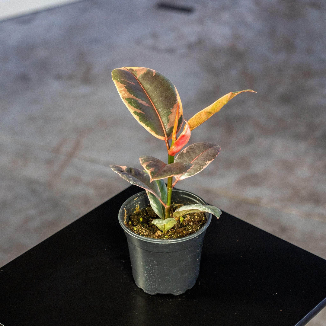Ficus elastica 'Ruby' - Gabriella Plants