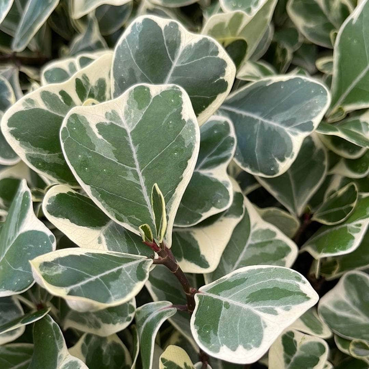 Ficus natalensis subsp. leprieurii 'Variegata' (Triangularis Variegata ...