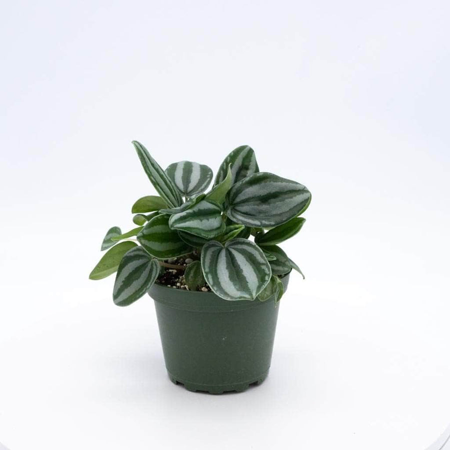 Peperomia verschaffeltii "Mini Watermelon" - Gabriella Plants