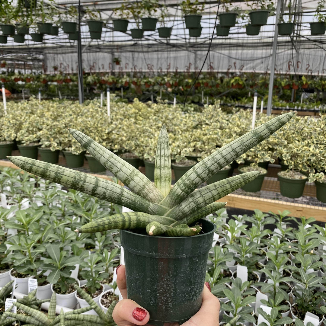 Sansevieria boncellensis 'Starfish' - Gabriella Plants