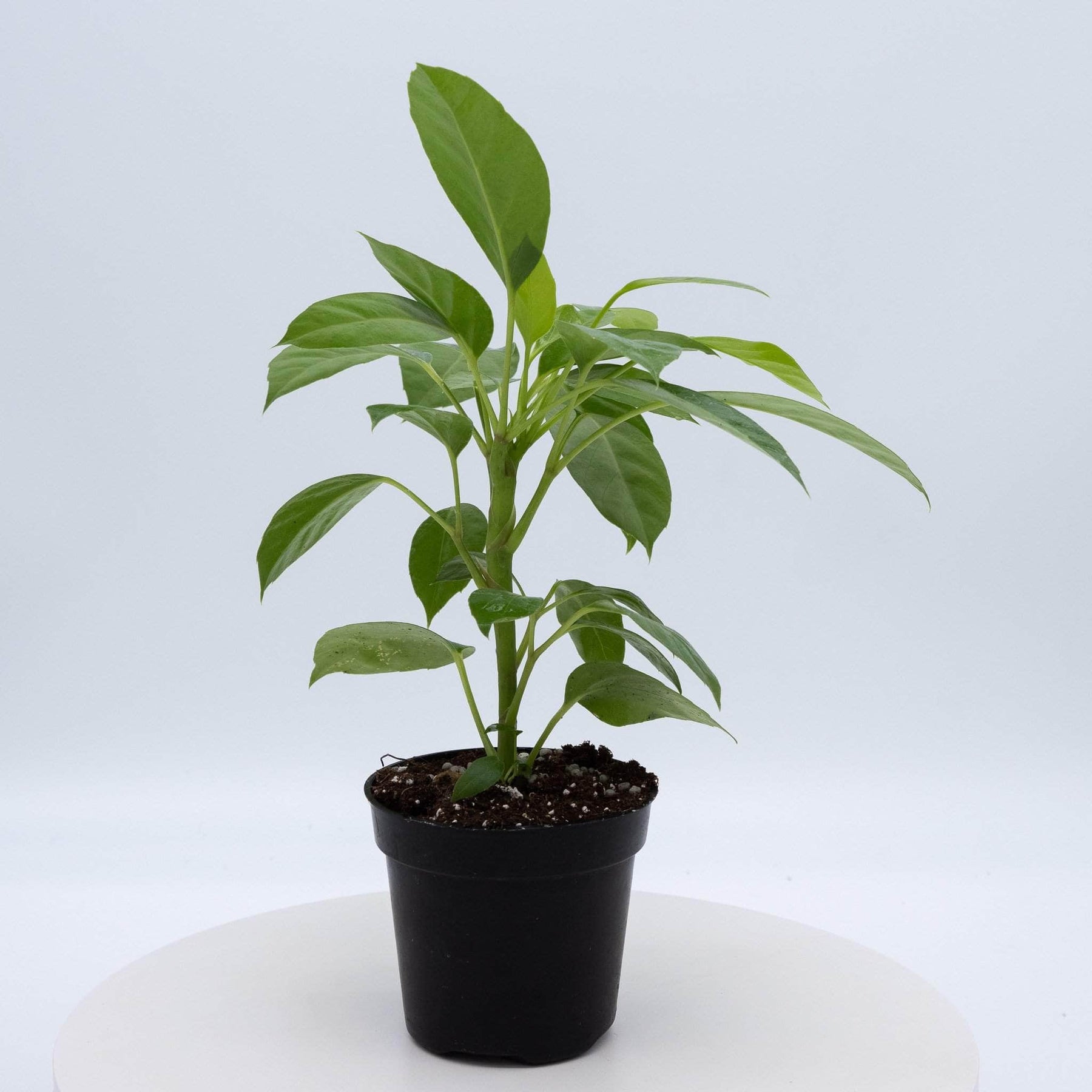 Schefflera actinophylla 'Alpine Junior' - Gabriella Plants