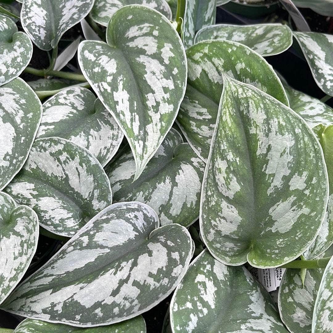 Scindapsus pictus 'Exotica' "Silver Satin" - Gabriella Plants