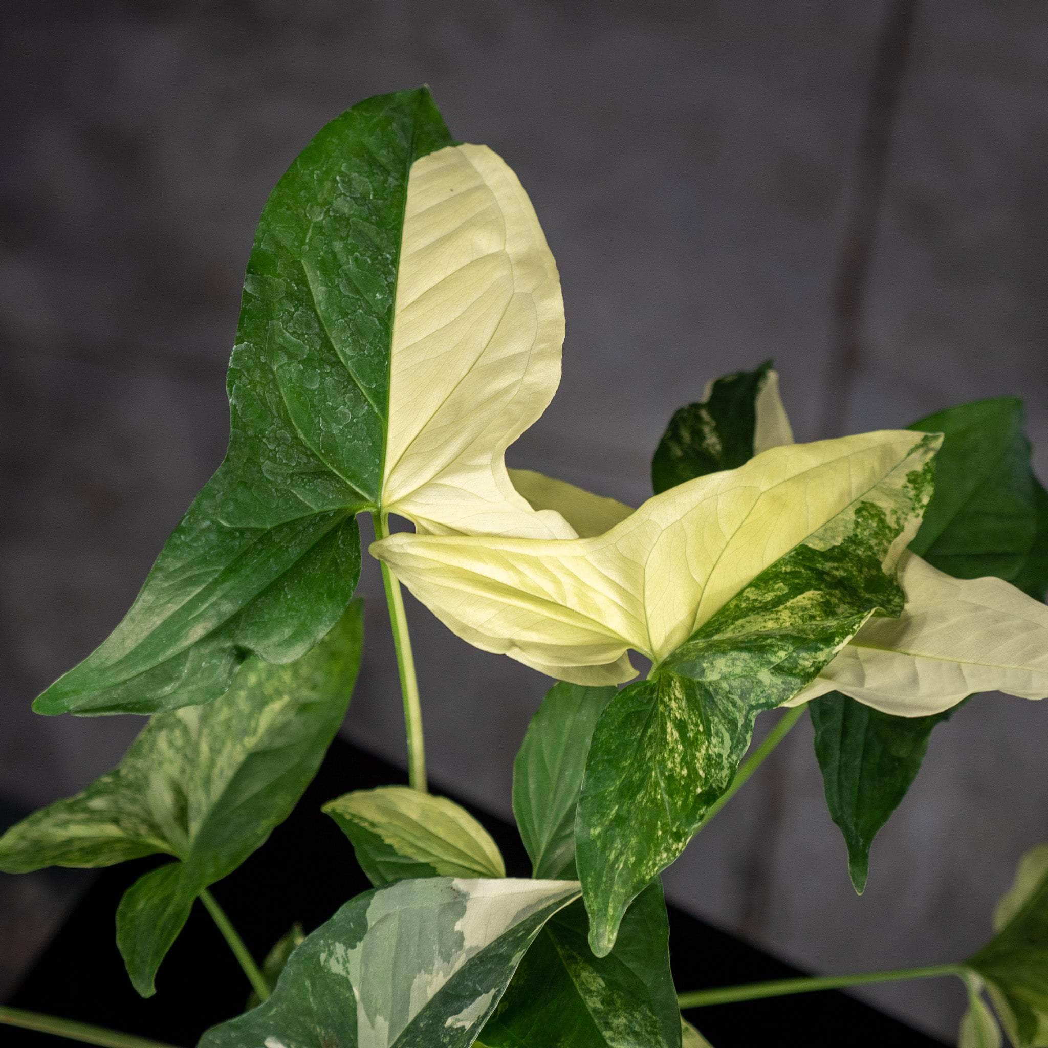 Syngonium podophyllum albo variegata - Gabriella Plants