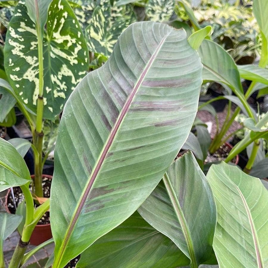 Banana Musa sikkimensis 'Red Tiger' - Gabriella Plants