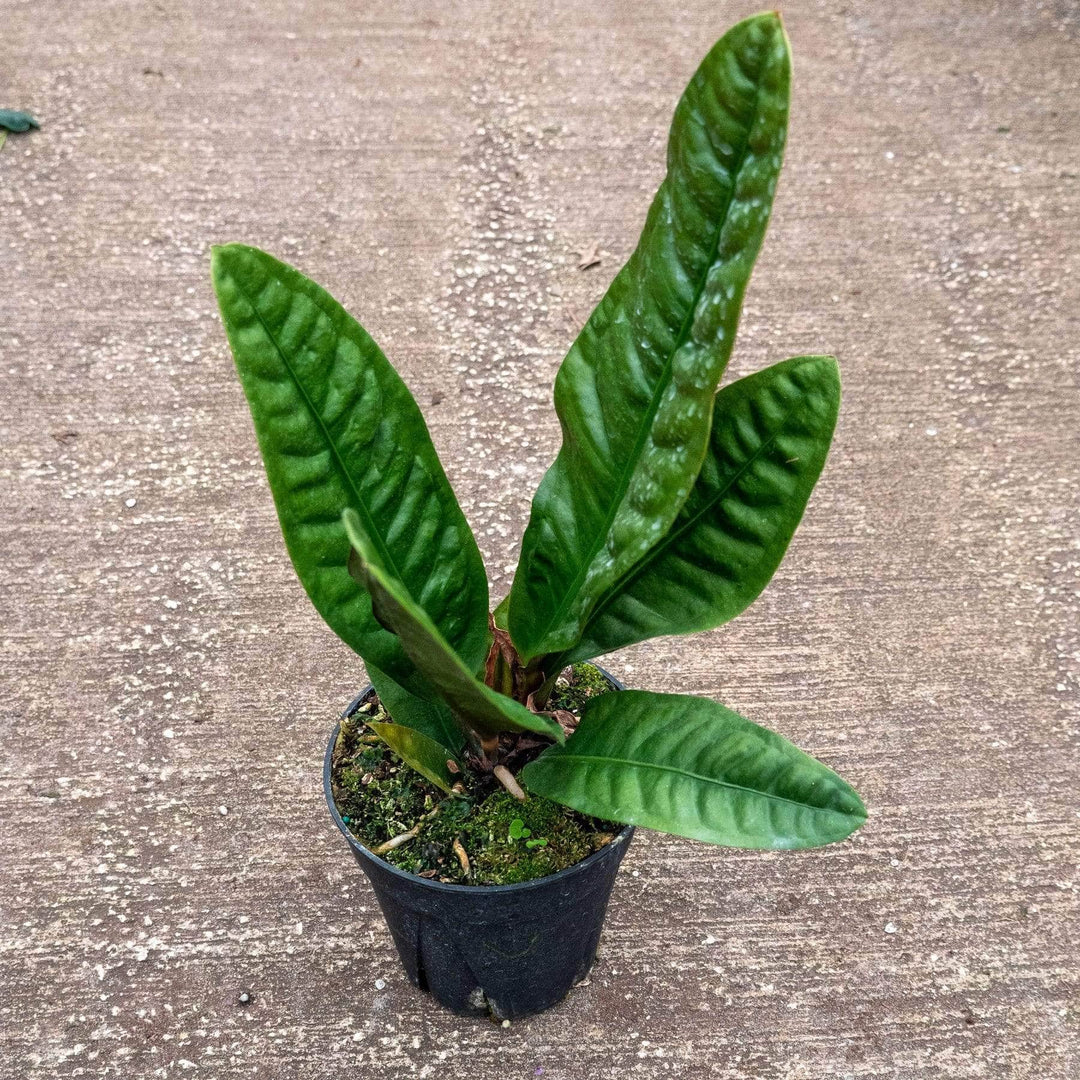Anthurium superbum - Gabriella Plants