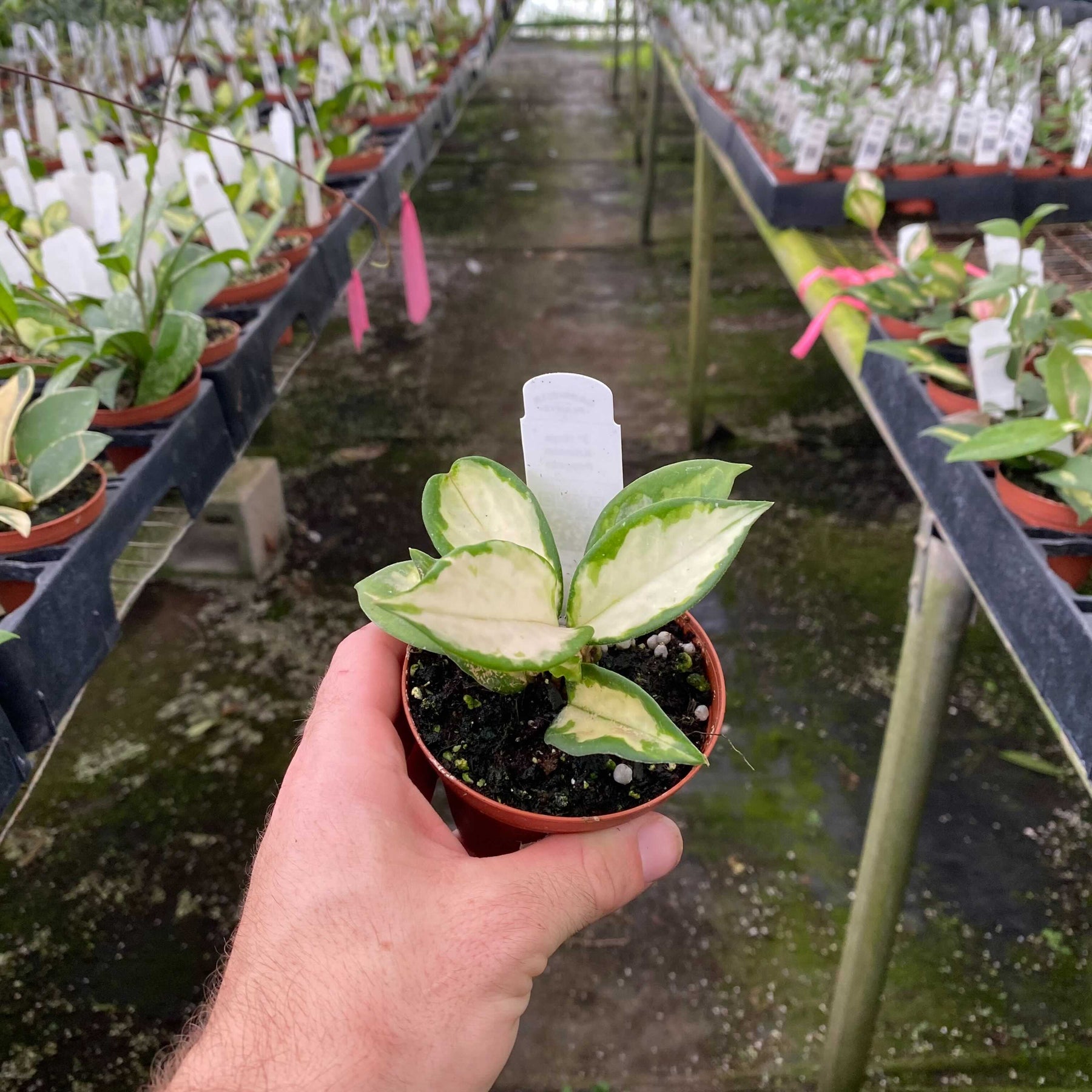 Hoya carnosa 'Tricolor' 'Krimson Princess' - Gabriella Plants