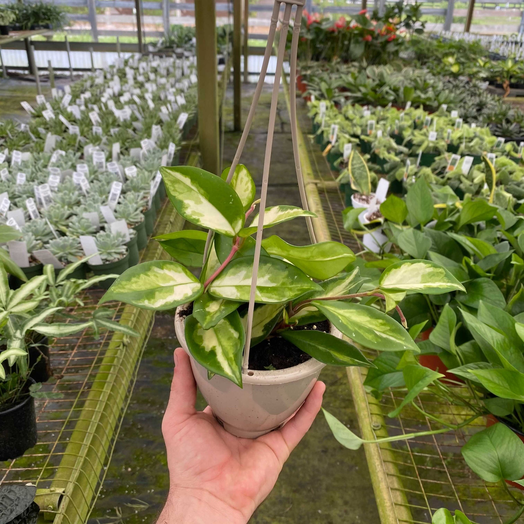 Hoya carnosa 'Tricolor' 'Krimson Princess' - Gabriella Plants