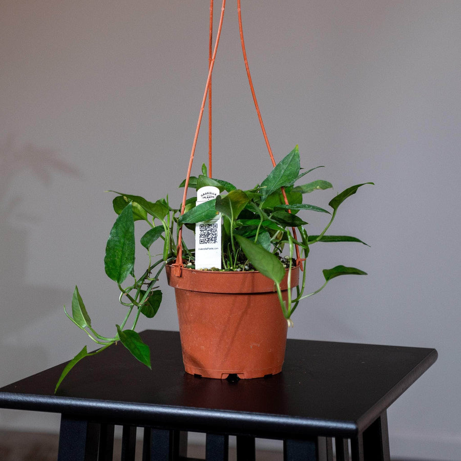 Pothos Epipremnum pinnatum 'Skeleton Key' - Gabriella Plants