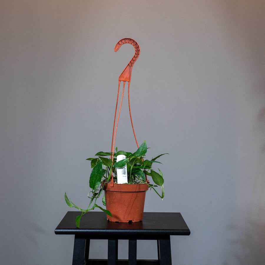 Pothos Epipremnum pinnatum 'Skeleton Key' - Gabriella Plants