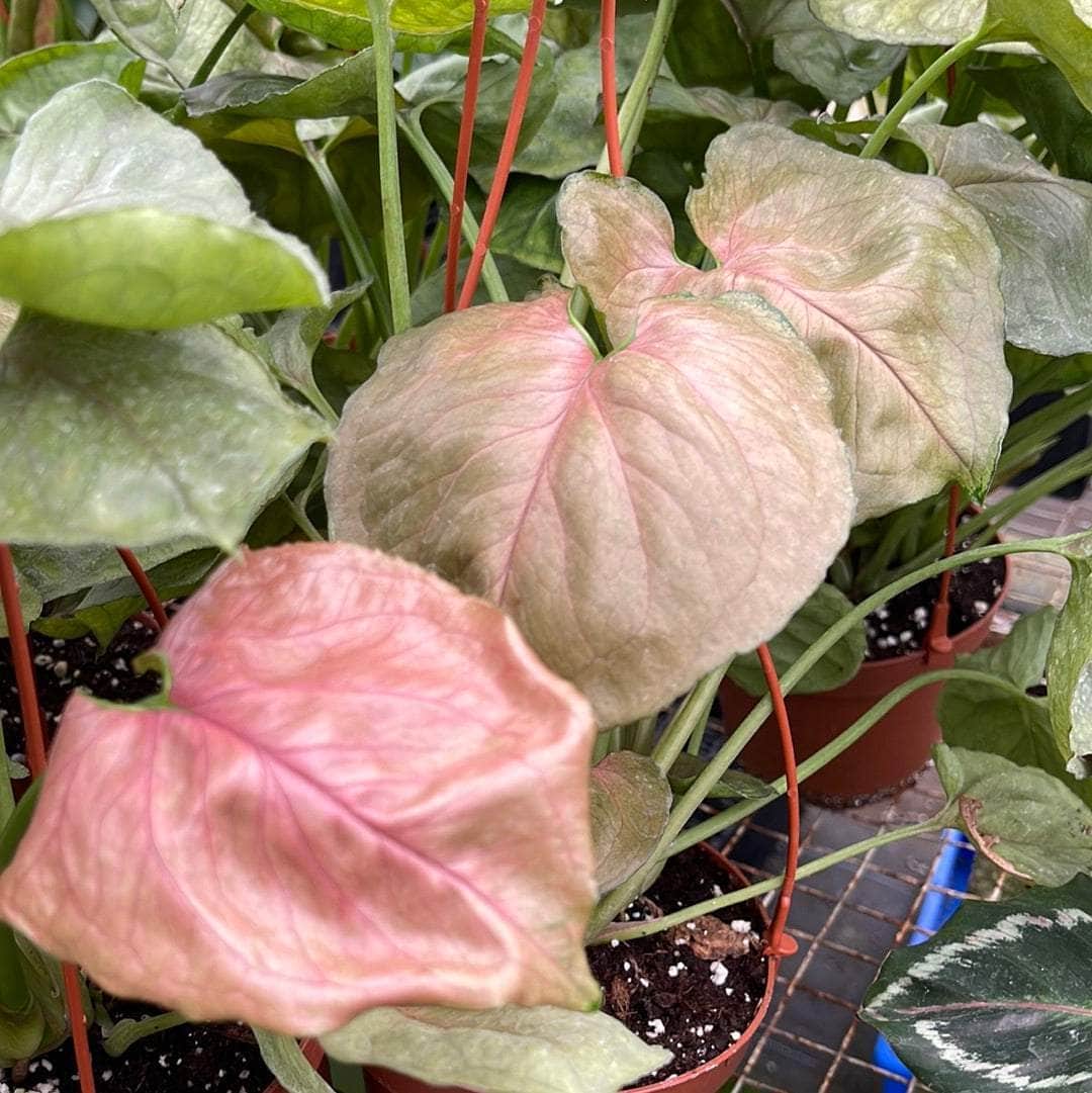 Syngonium podophyllum 'Mango Allusion' - Gabriella Plants